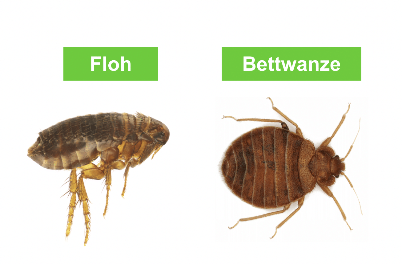 Bettwanzen bekämpfen, erkennen & loswerden - Diese Mittel helfen - ERASIO
