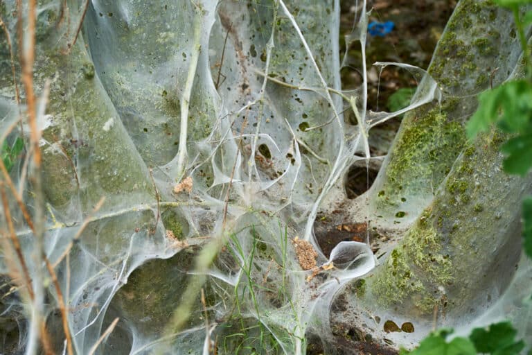 Eichenprozessionsspinner: Bekämpfung - Ausschlag und Symptome erkennen ...