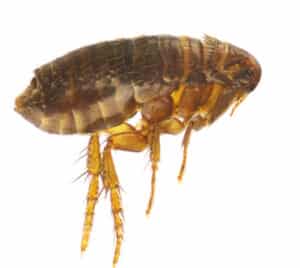 Flöhe erkennen: Wie sie aussehen und sich unterscheiden lassen - ERASIO