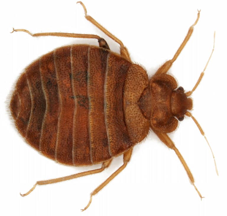 Bettwanzen bekämpfen, erkennen & loswerden - Diese Mittel helfen - ERASIO