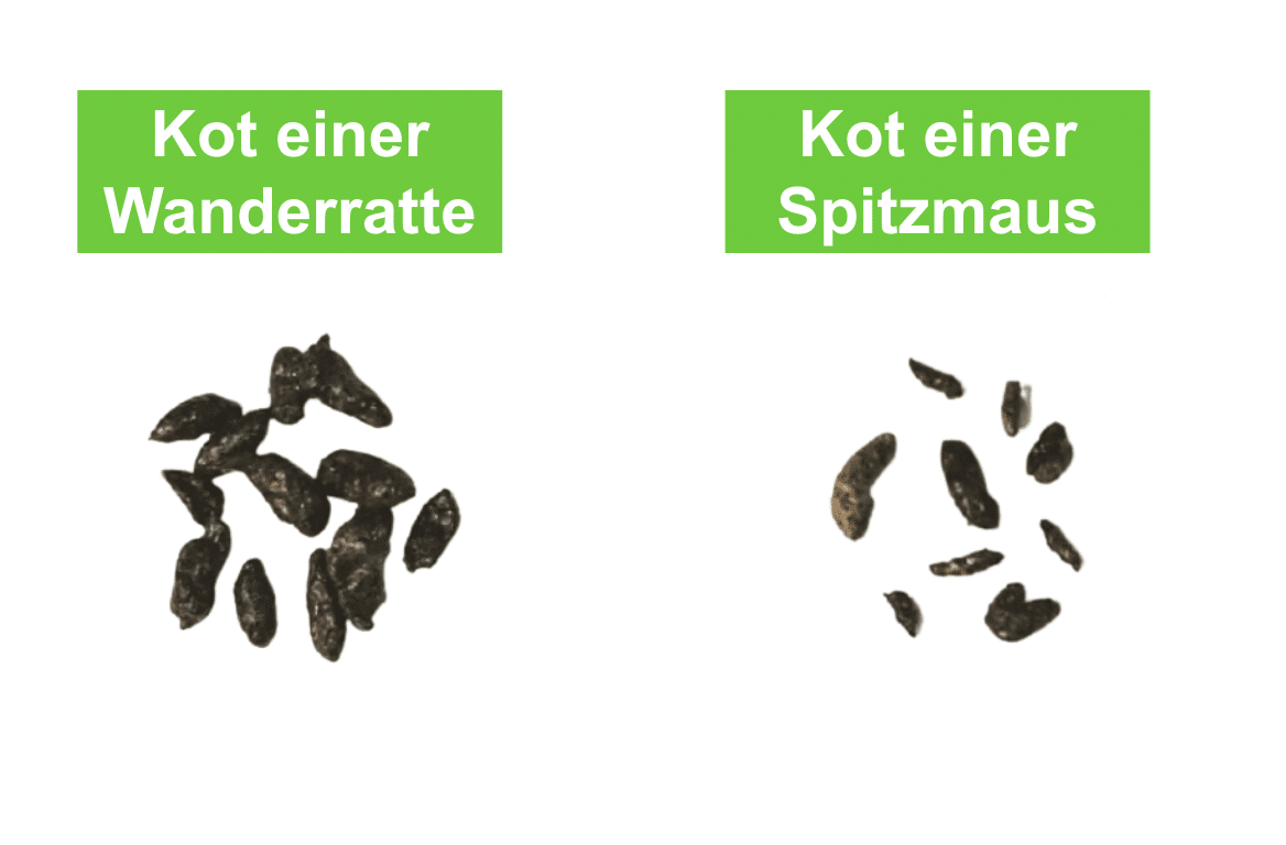 Spitzmaus: Vertreiben, Erkennen und ob sie giftig ist - ERASIO