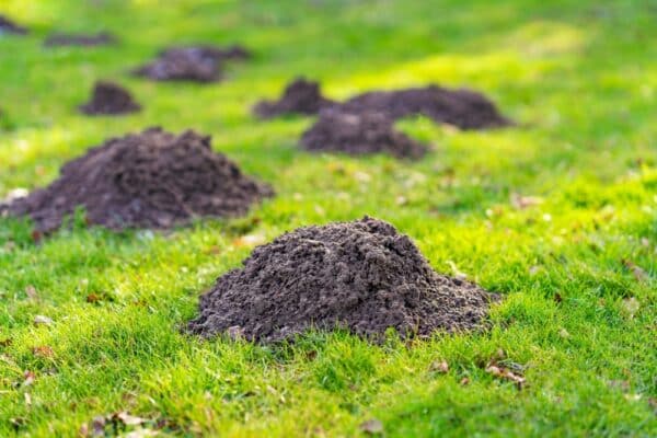Wühlmaus oder Maulwurf? So erkennen Sie den Unterschied - ERASIO