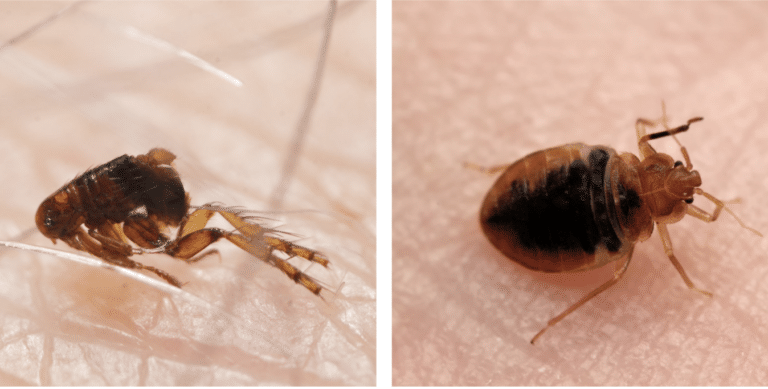 Bettwanzen oder Flöhe? Bisse und Symptome unterscheiden - ERASIO