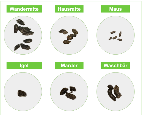 Rattenkot erkennen und unterscheiden: Welche Krankheiten er überträgt ...