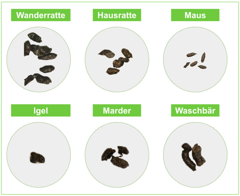 Rattenkot erkennen und unterscheiden: Welche Krankheiten er überträgt ...