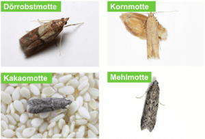 Mottenarten: Welche es gibt, Bestimmung und Bilder - ERASIO