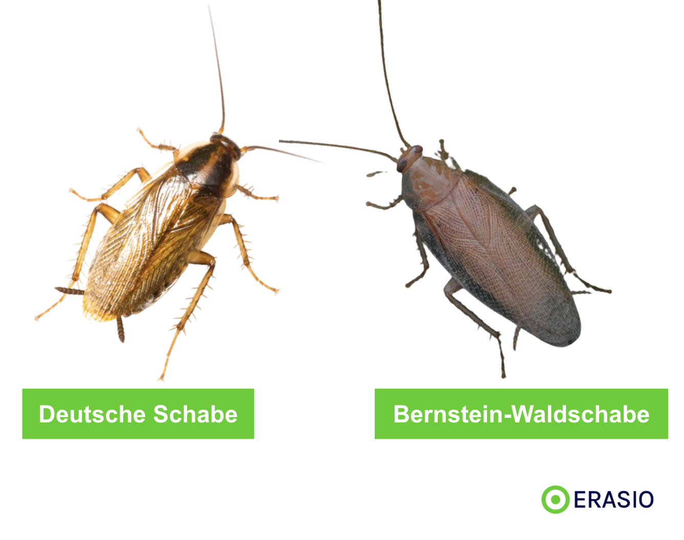 Deutsche Schabe: Erkennen, bekämpfen, Mittel und Hausmittel - ERASIO