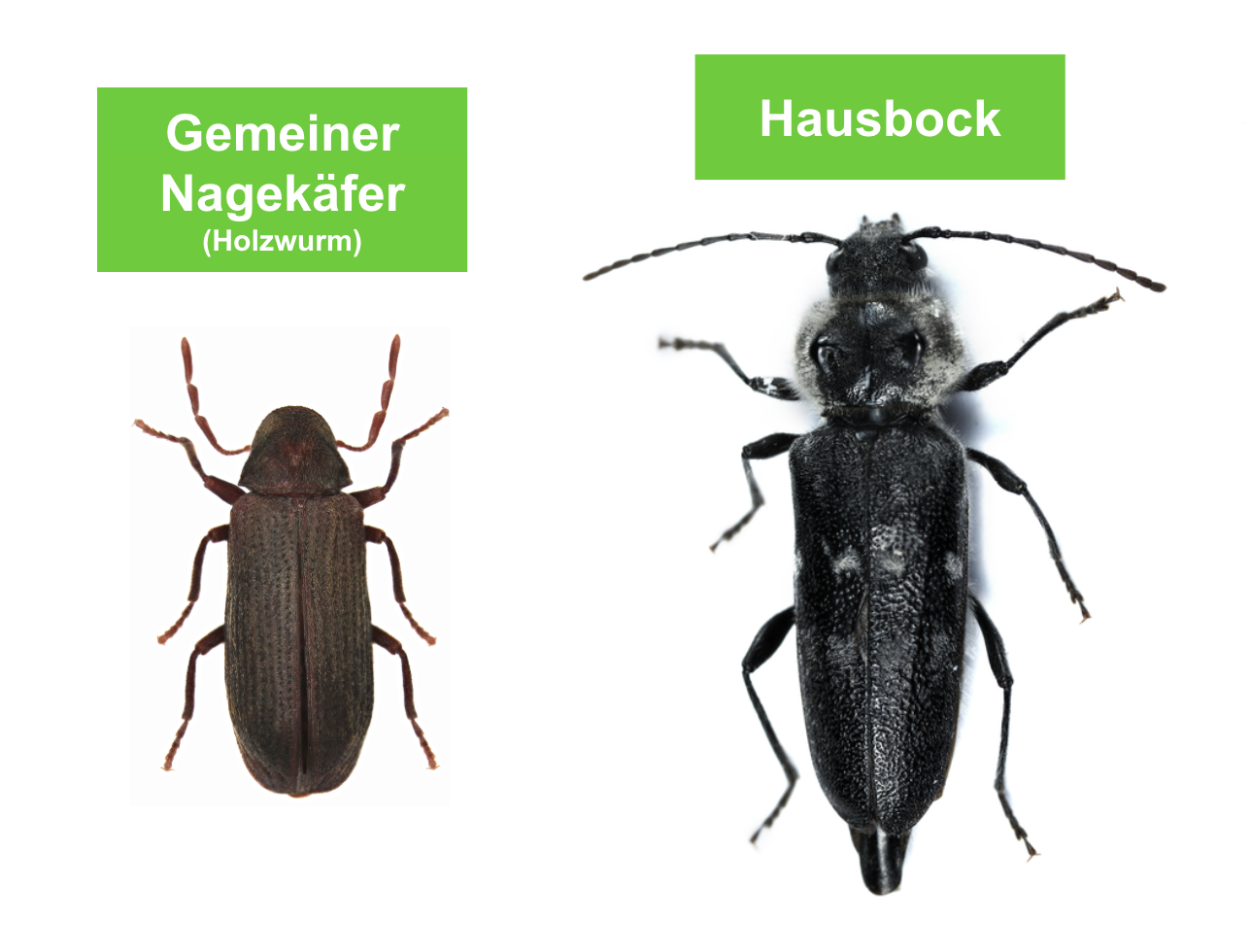 Hausbock bekämpfen, erkennen, Schäden und Meldepflicht - ERASIO